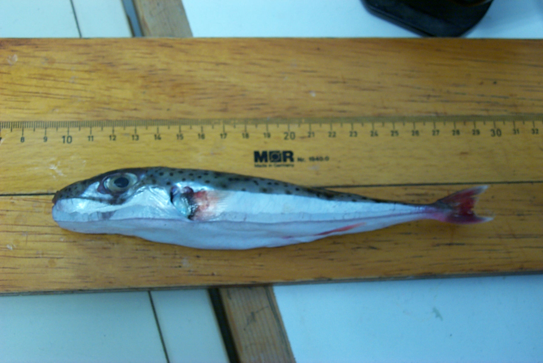 Mediterranean Marine Invasive Species